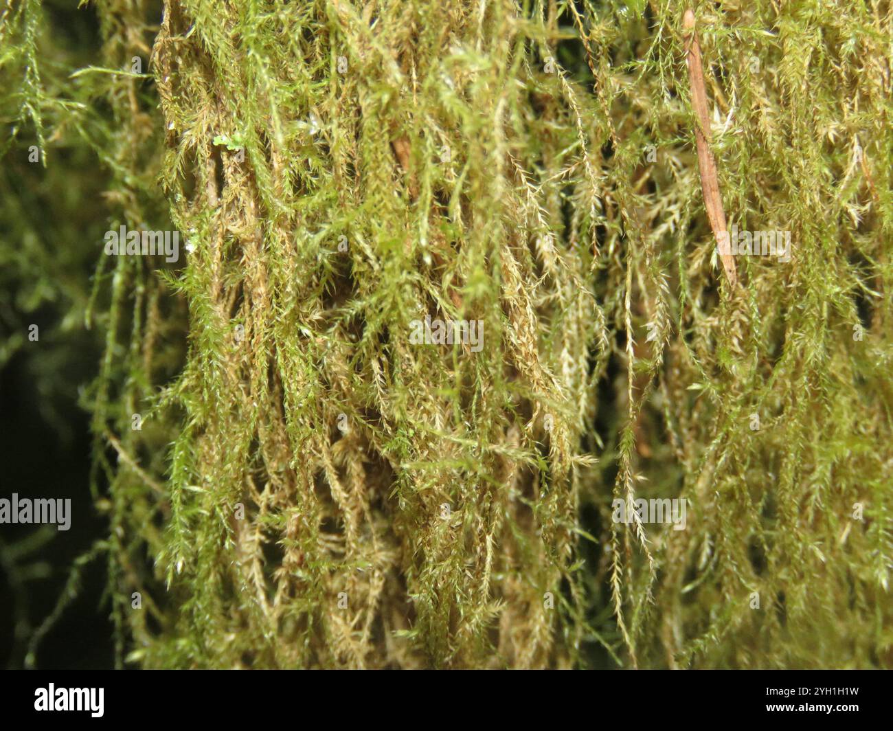 Cat's Tail Moss (Pseudisothecium stoloniferum Stock Photo - Alamy