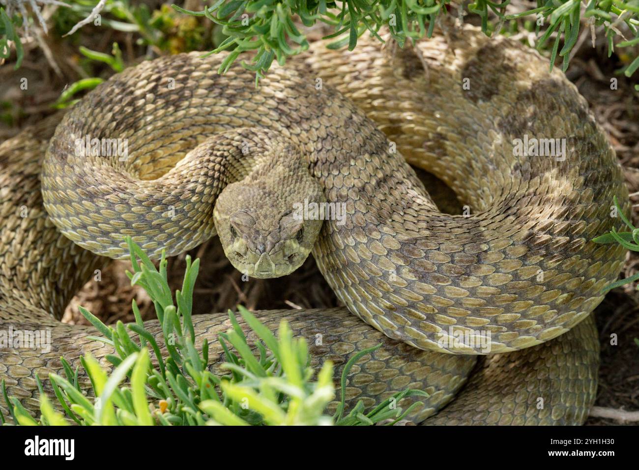 Prairie Rattlesnake (Crotalus viridis Stock Photo - Alamy