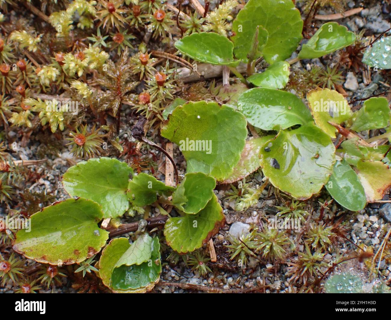 Redwood Violet (Viola sempervirens Stock Photo - Alamy
