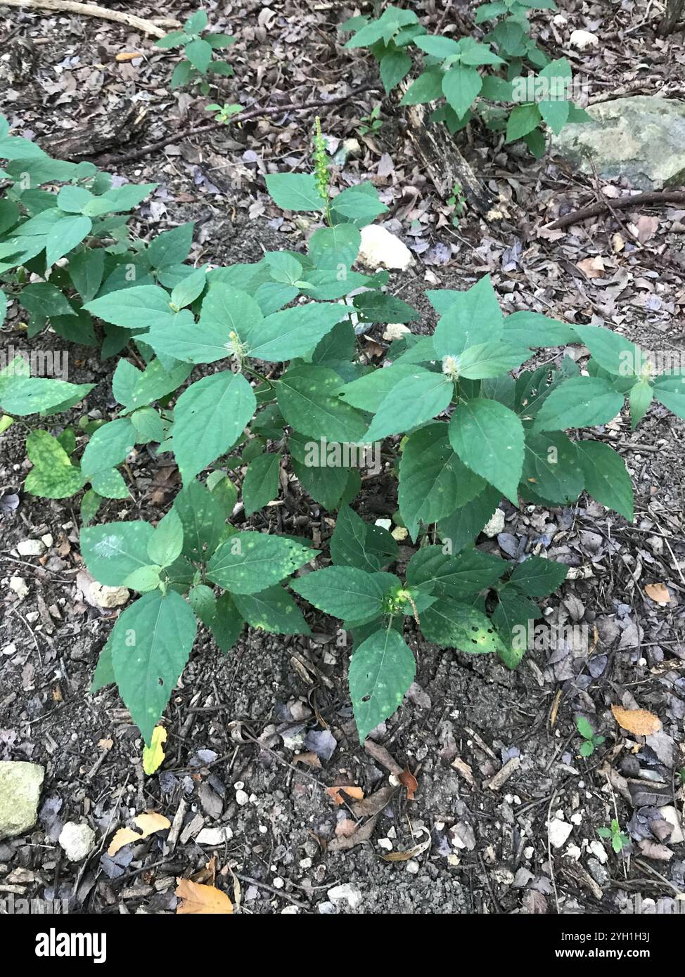 shrubby copperleaf (Acalypha phleoides Stock Photo - Alamy