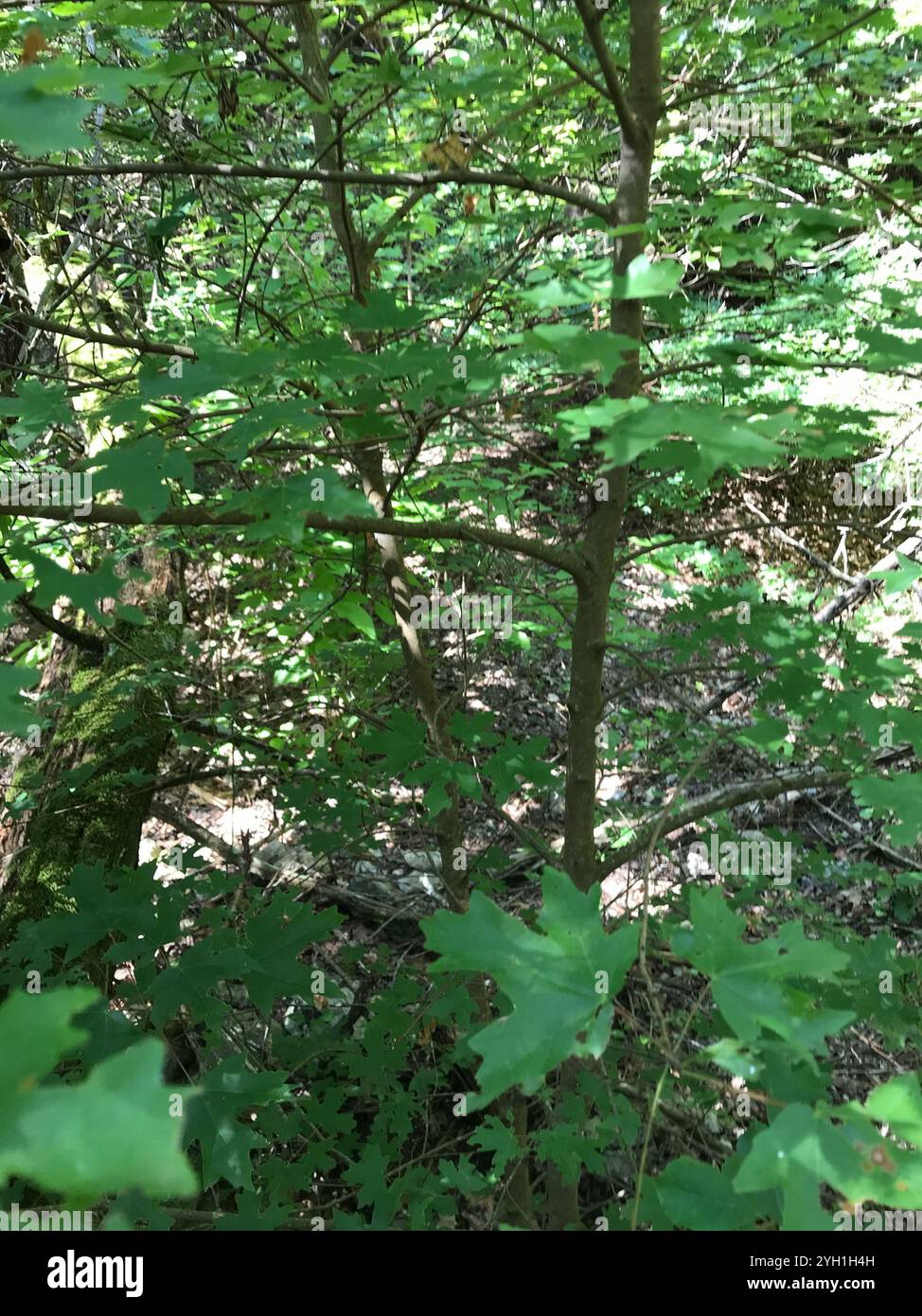 bigtooth maple (Acer grandidentatum Stock Photo - Alamy