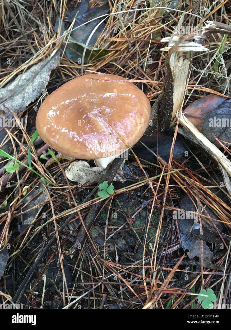 Purple-veiled Slippery Jack (Suillus luteus Stock Photo - Alamy