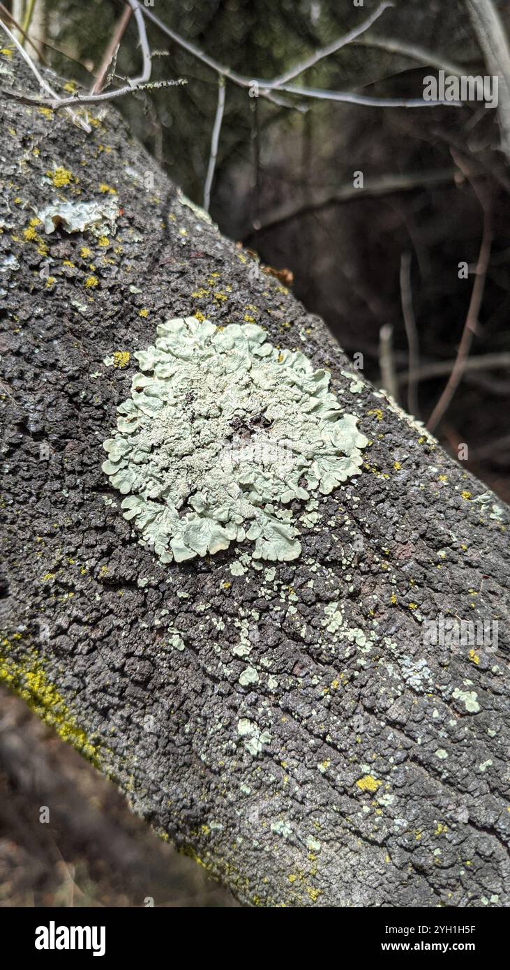 common greenshield lichen (Flavoparmelia caperata Stock Photo - Alamy