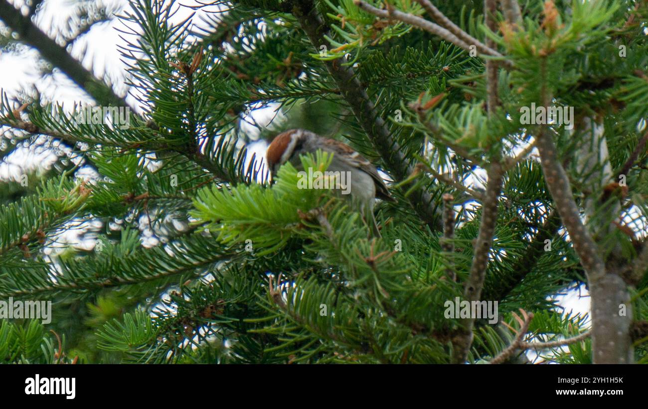 Chipping Sparrow (Spizella passerina Stock Photo - Alamy