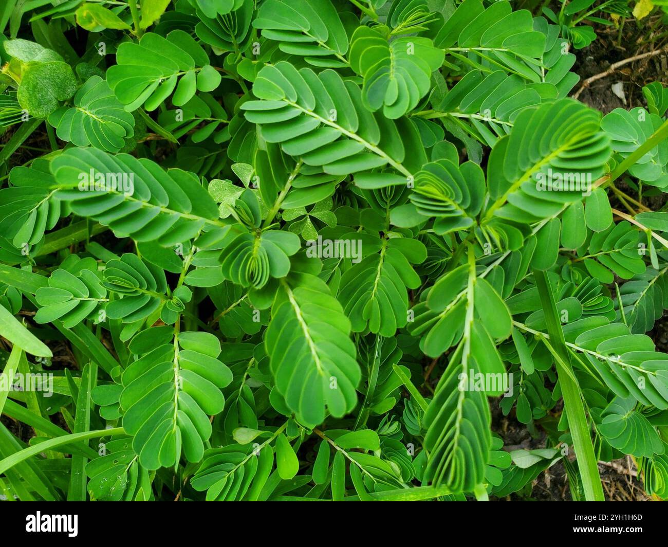 Chamberbitter (Phyllanthus urinaria Stock Photo - Alamy