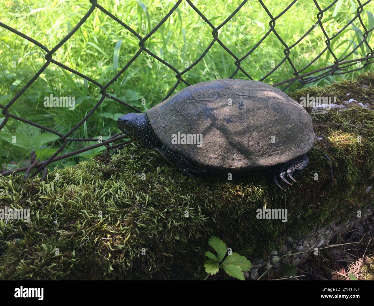 European Pond Turtle (Emys orbicularis Stock Photo - Alamy