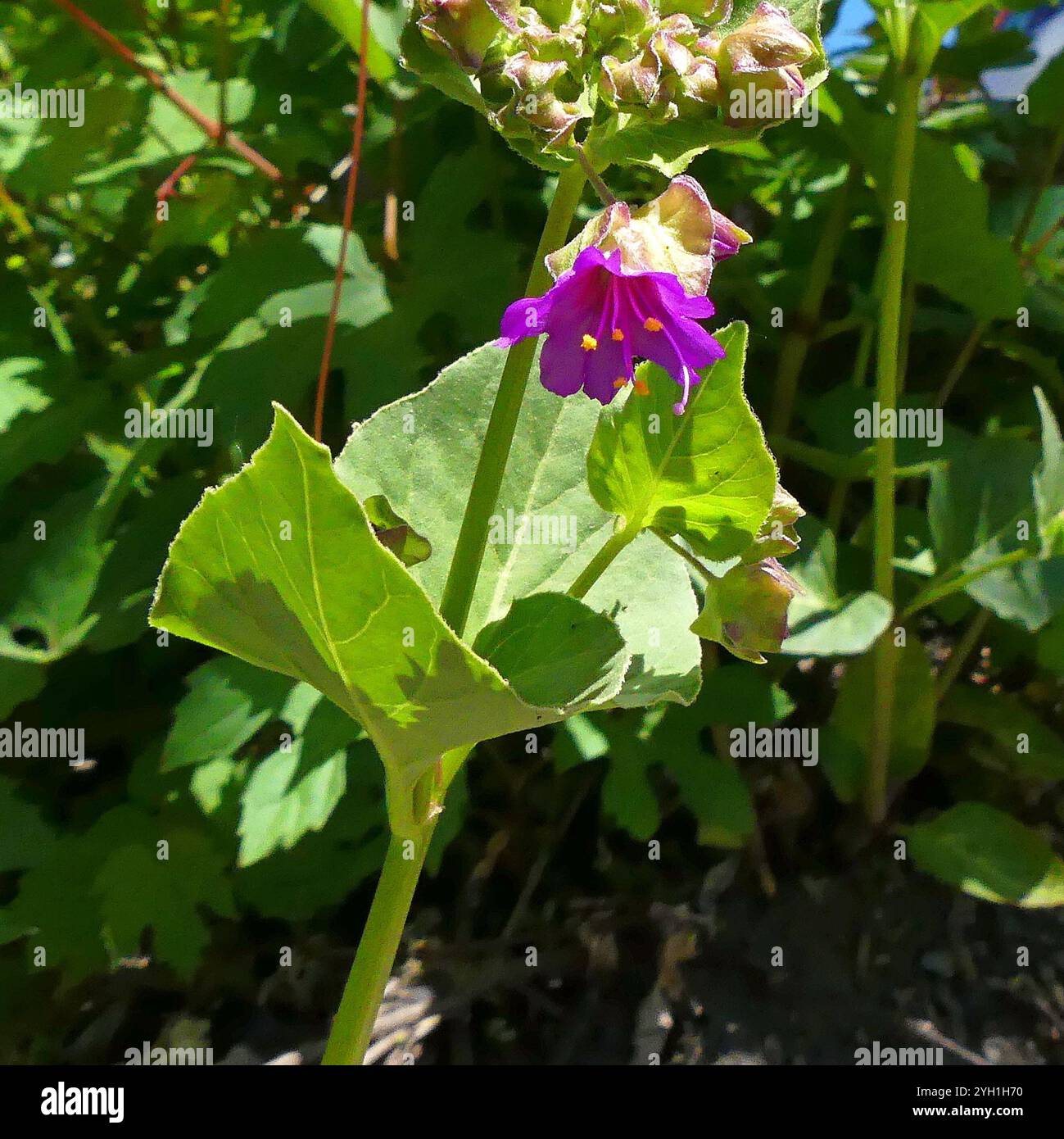 Wild Four o'Clock (Mirabilis nyctaginea Stock Photo - Alamy