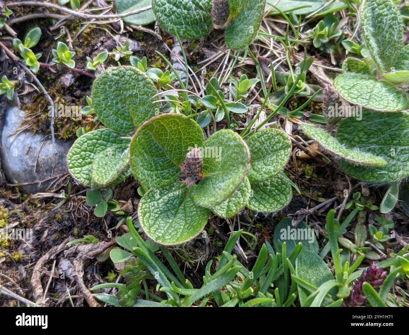 Net-leaved Willow (Salix reticulata Stock Photo - Alamy