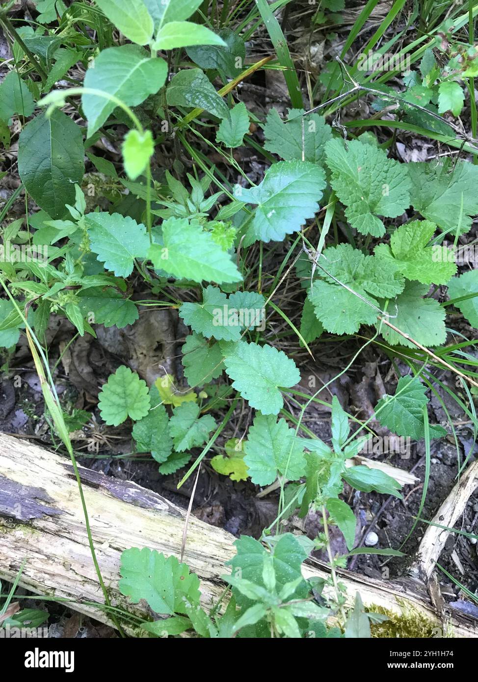 Nettleleaf Noseburn (Tragia urticifolia Stock Photo - Alamy