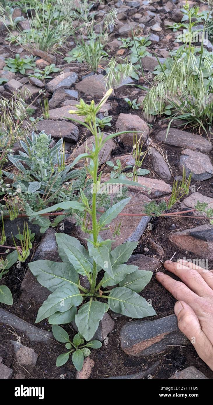 Coyote tobacco hi-res stock photography and images - Alamy