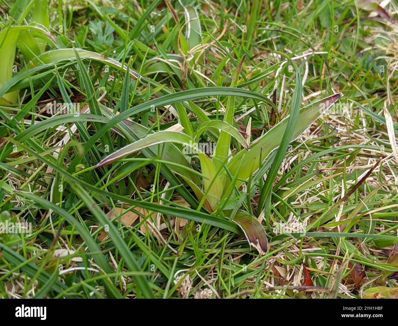 Great Woodrush (Luzula sylvatica Stock Photo - Alamy