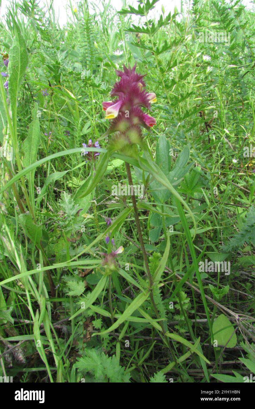 Crested cow wheat hi-res stock photography and images - Alamy