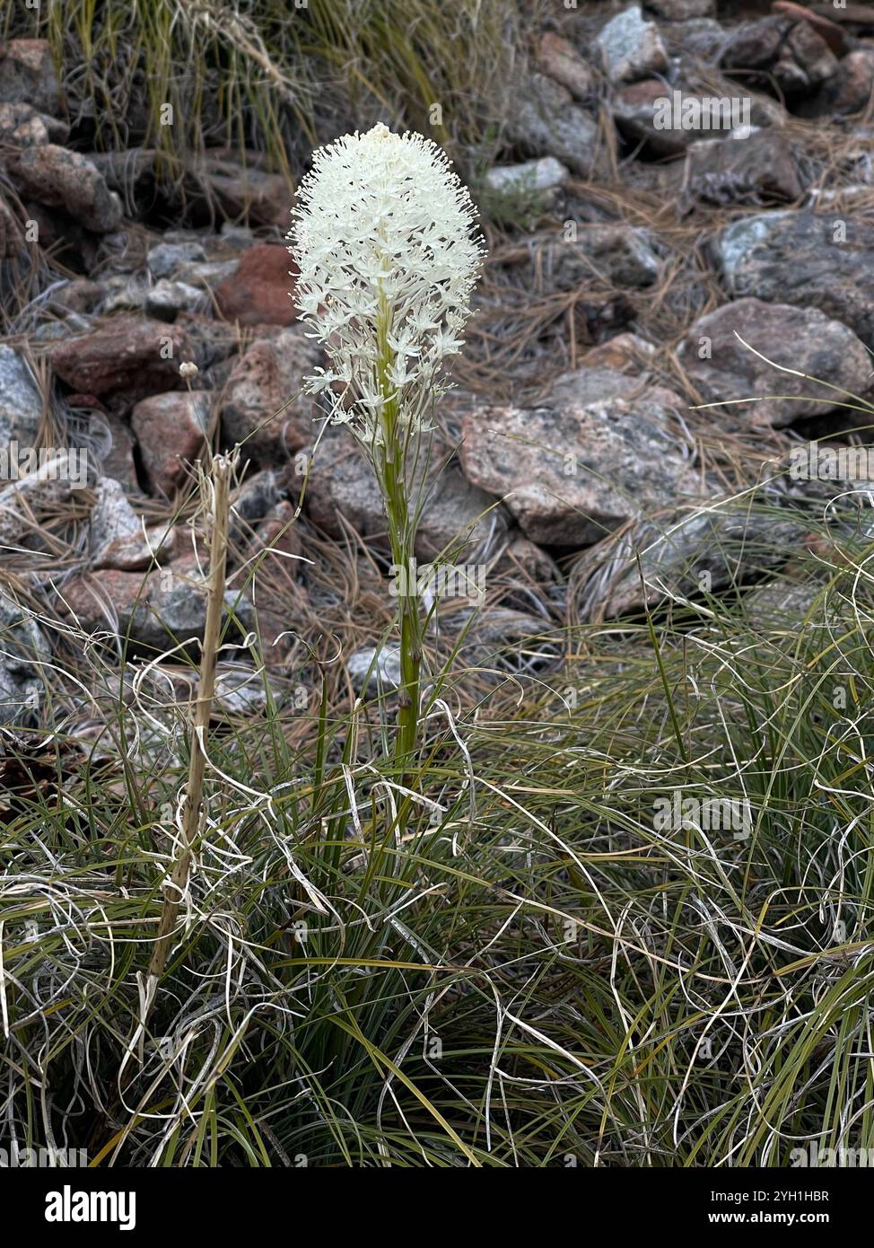 common beargrass (Xerophyllum tenax Stock Photo - Alamy