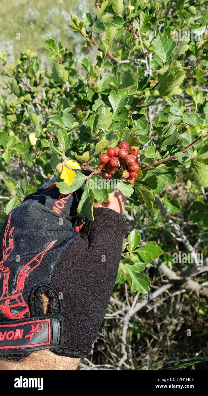 fragrant sumac (Rhus aromatica Stock Photo - Alamy