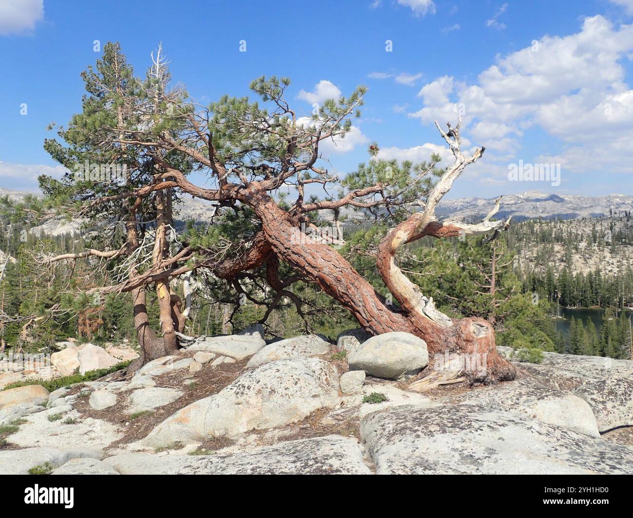 Jeffrey pine (Pinus jeffreyi Stock Photo - Alamy