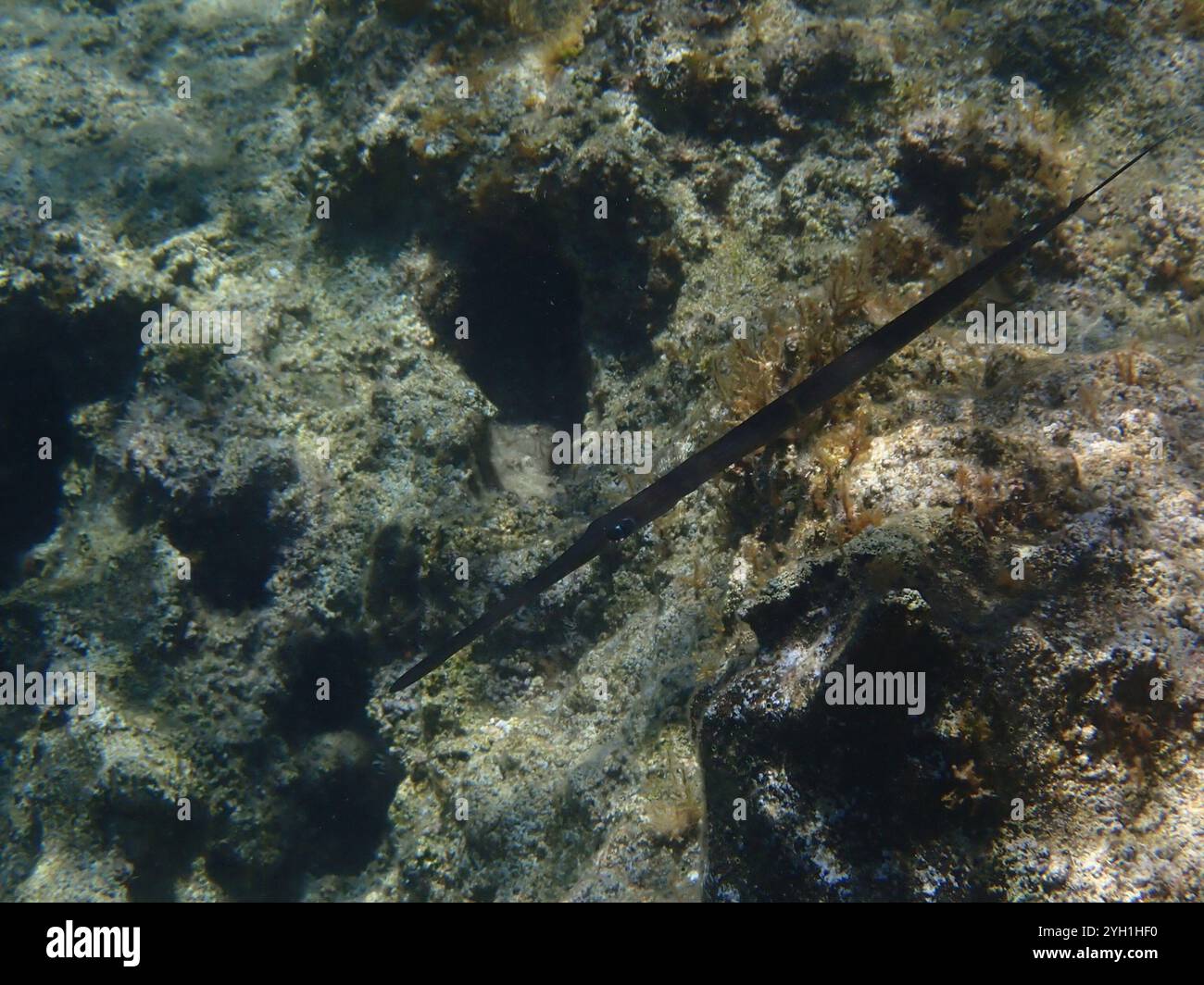 Bluespotted Cornetfish (Fistularia commersonii Stock Photo - Alamy