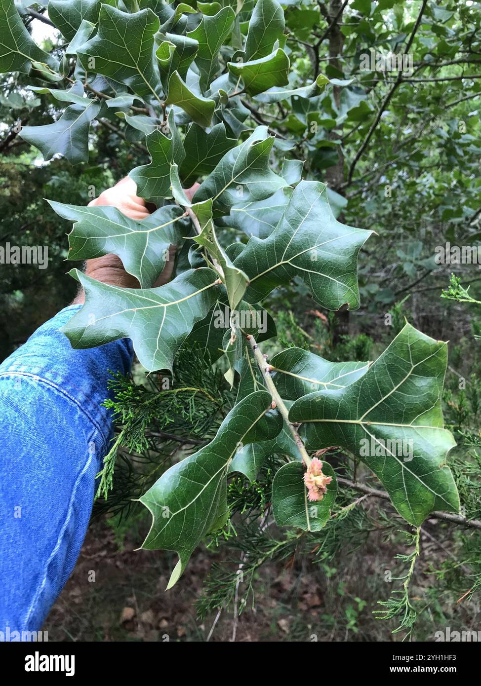 blackjack oak (Quercus marilandica Stock Photo - Alamy