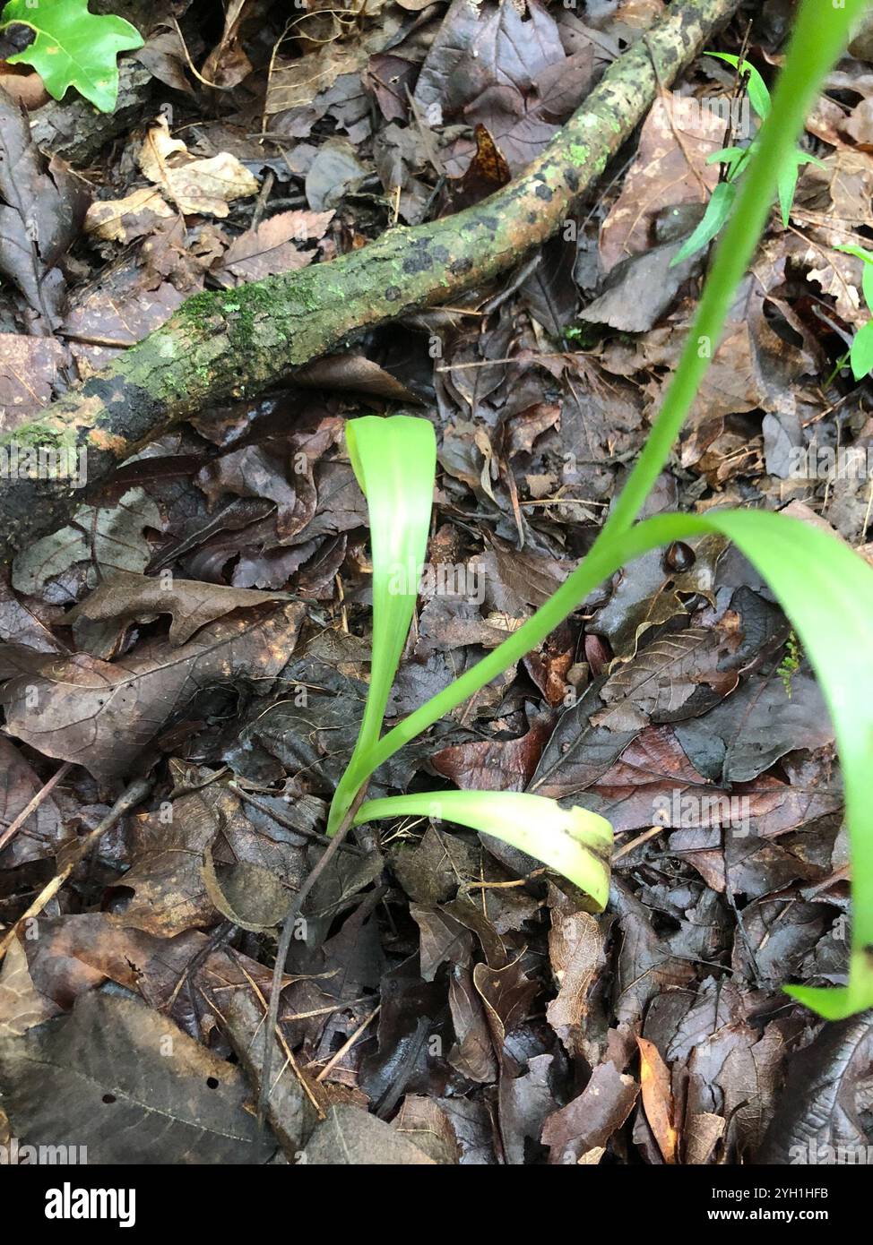 Spring Ladies' Tresses (Spiranthes vernalis Stock Photo - Alamy