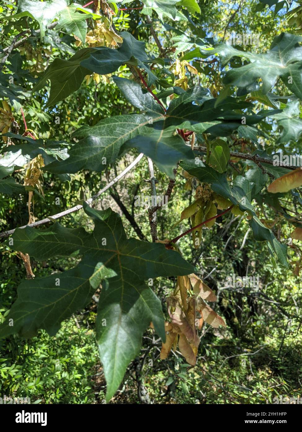 bigleaf maple (Acer macrophyllum Stock Photo - Alamy