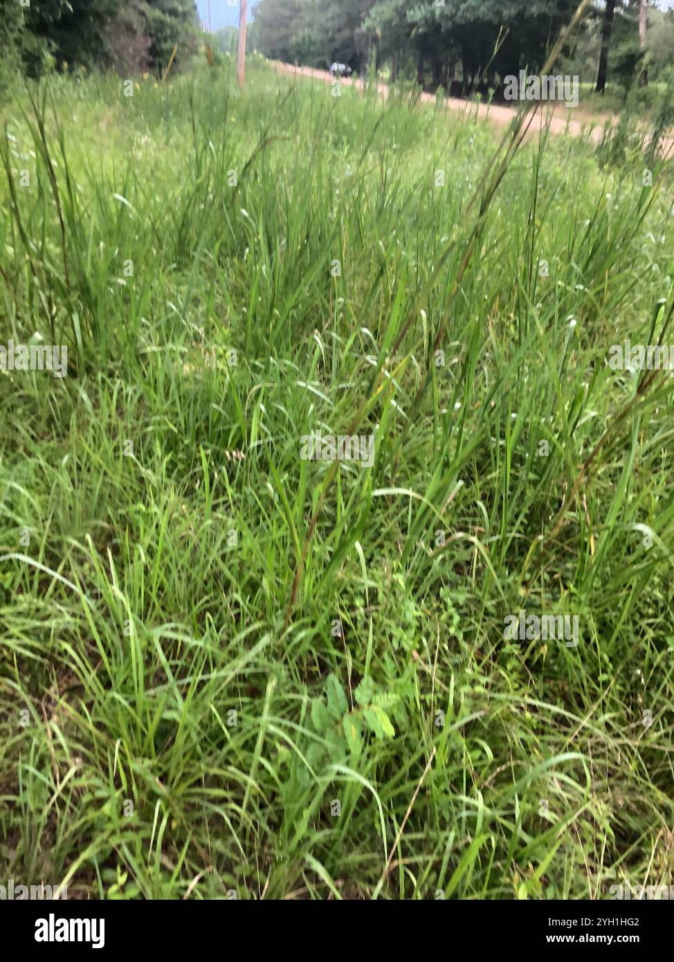 eastern gamagrass (Tripsacum dactyloides Stock Photo - Alamy
