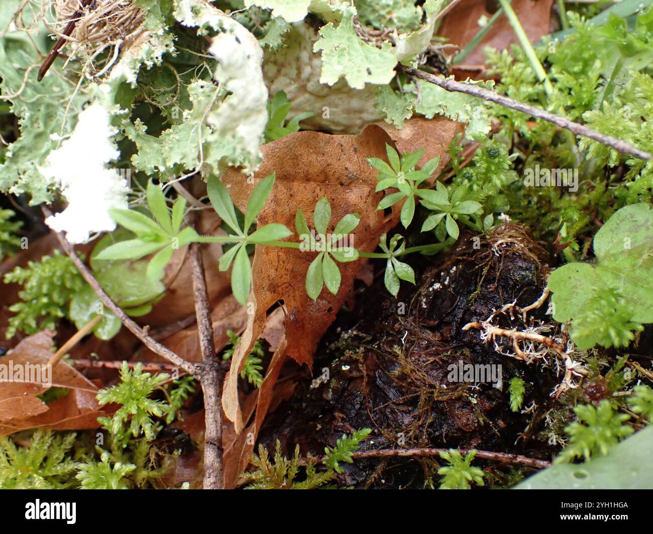 fragrant bedstraw (Galium triflorum Stock Photo - Alamy