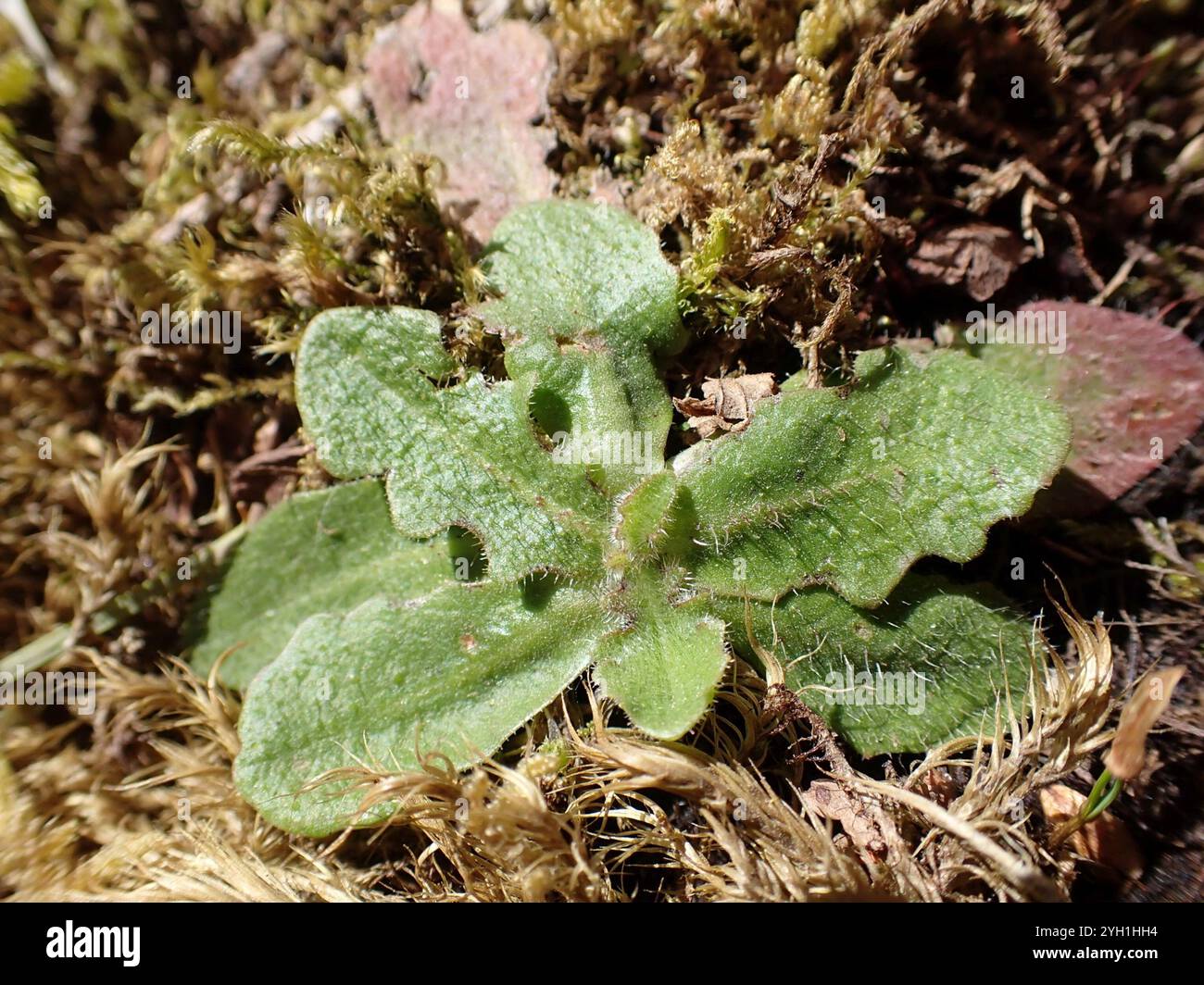 Common Cat's-ear (Hypochaeris radicata Stock Photo - Alamy