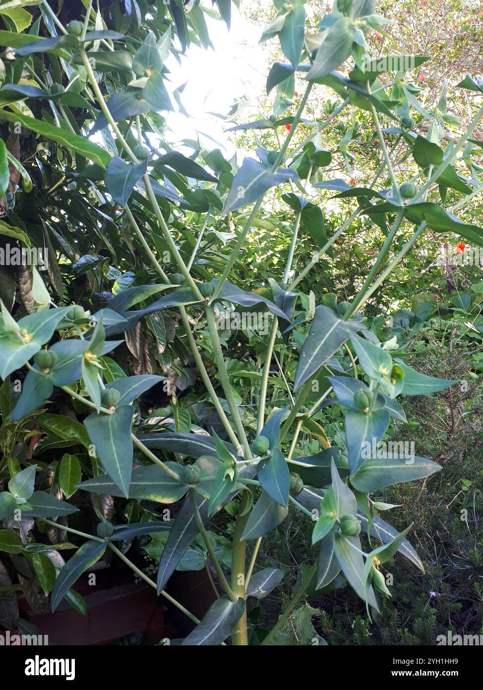 caper spurge (Euphorbia lathyris Stock Photo - Alamy