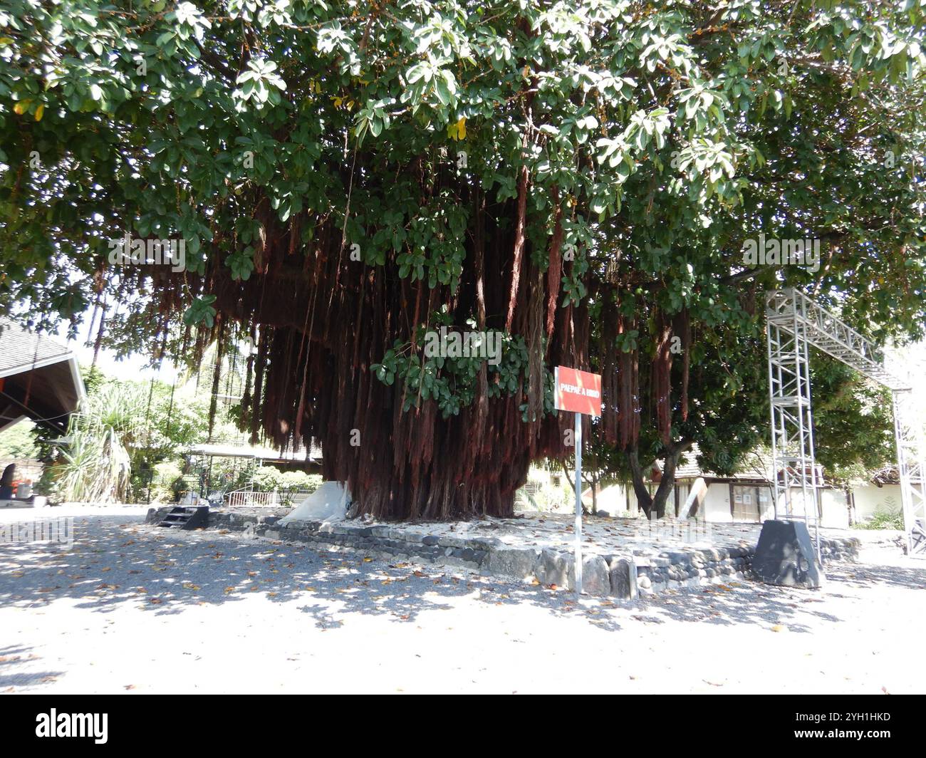 Pacific Banyan (Ficus prolixa Stock Photo - Alamy