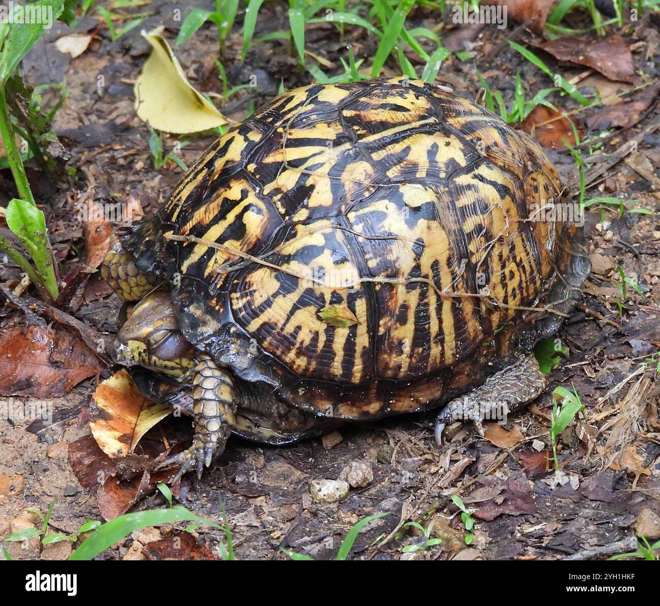 Eastern Box Turtle (Terrapene carolina carolina Stock Photo - Alamy
