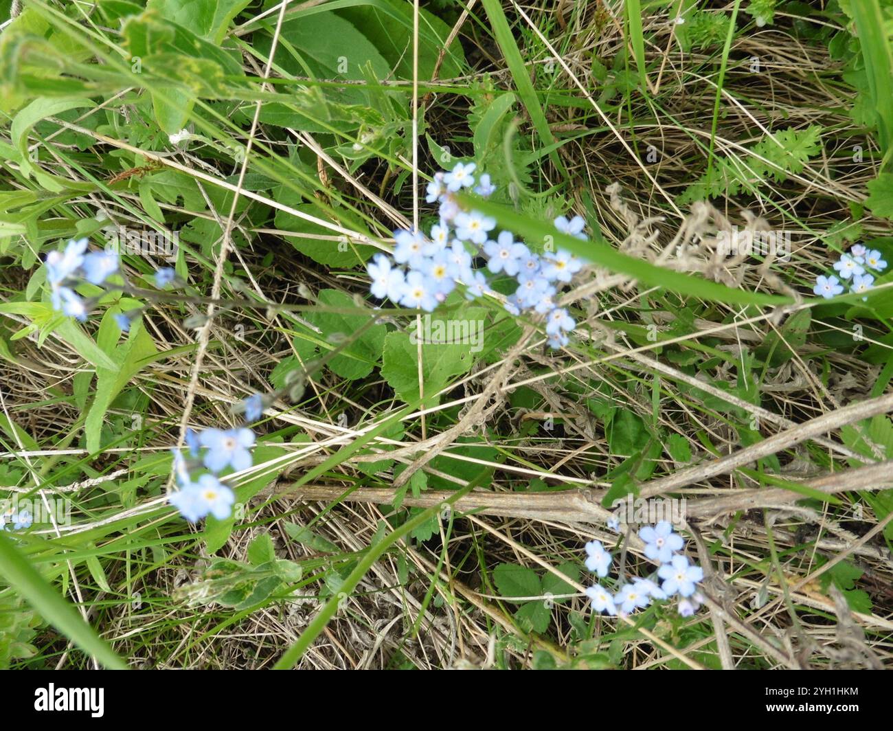 mountain forget-me-not (Myosotis asiatica Stock Photo - Alamy