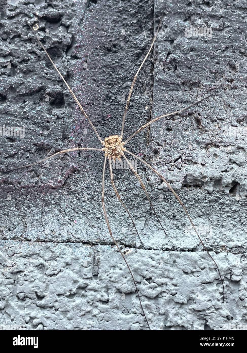 European Harvestman (Phalangium opilio Stock Photo - Alamy