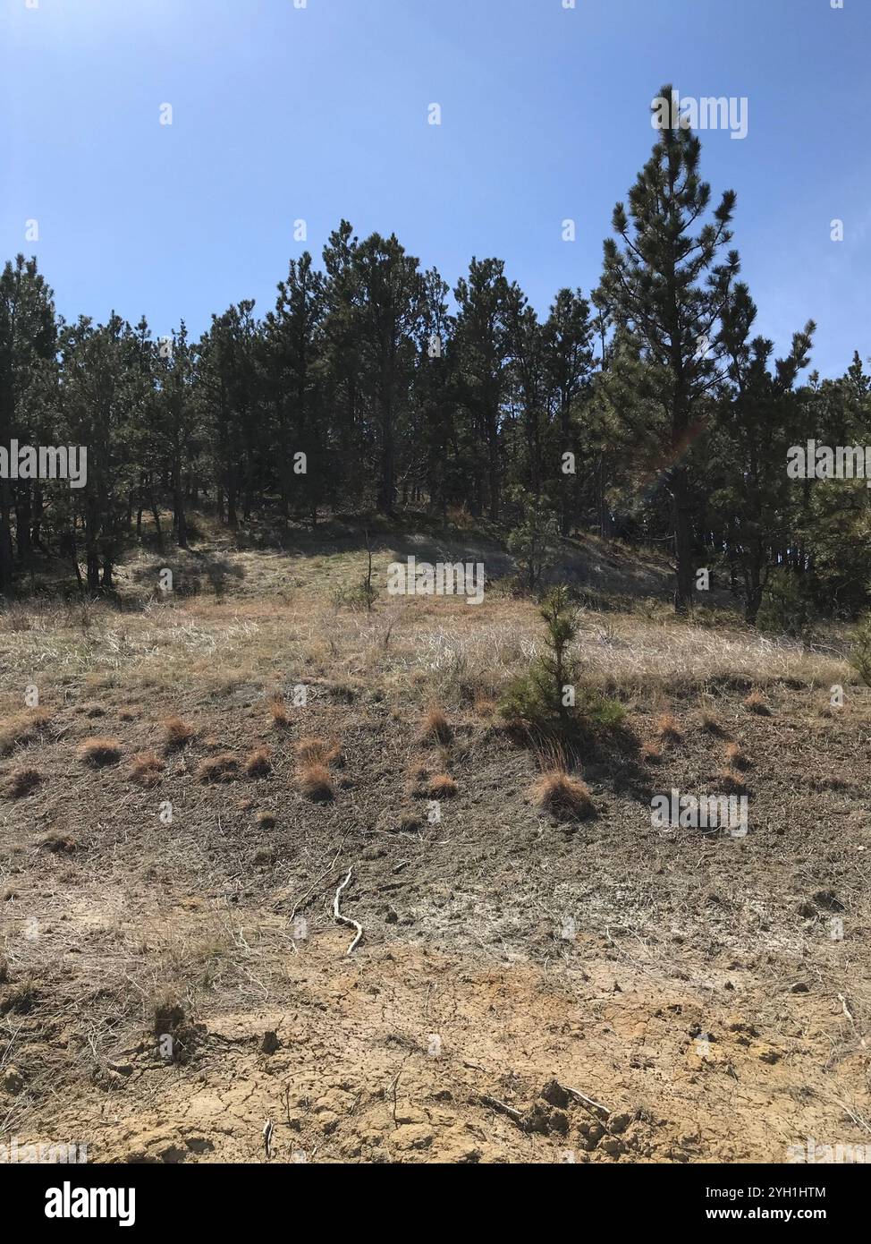 Ponderosa Pine (Pinus ponderosa Stock Photo - Alamy