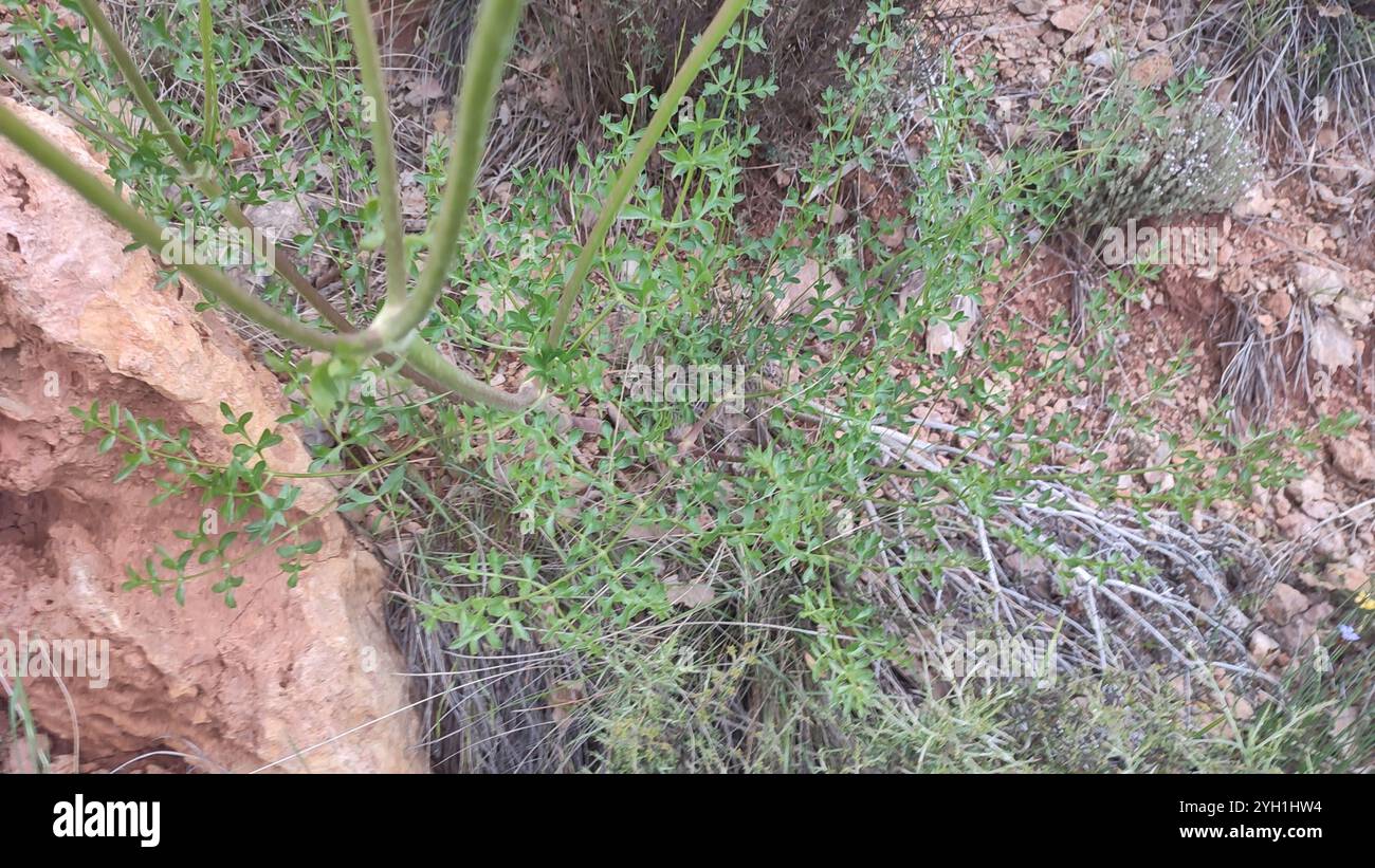 Laserpitium sermountain hi-res stock photography and images - Alamy