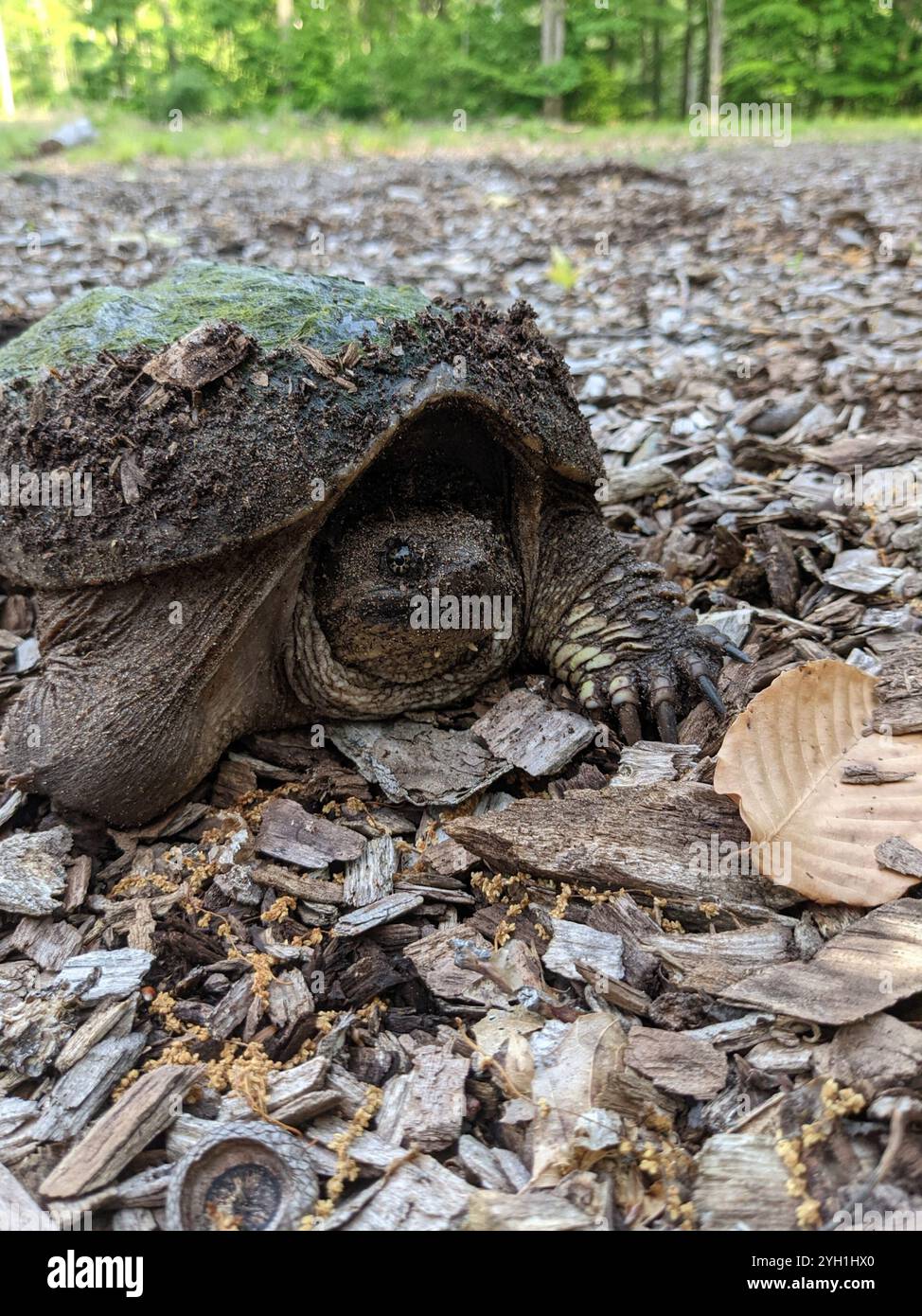 Common Snapping Turtle (Chelydra serpentina Stock Photo - Alamy