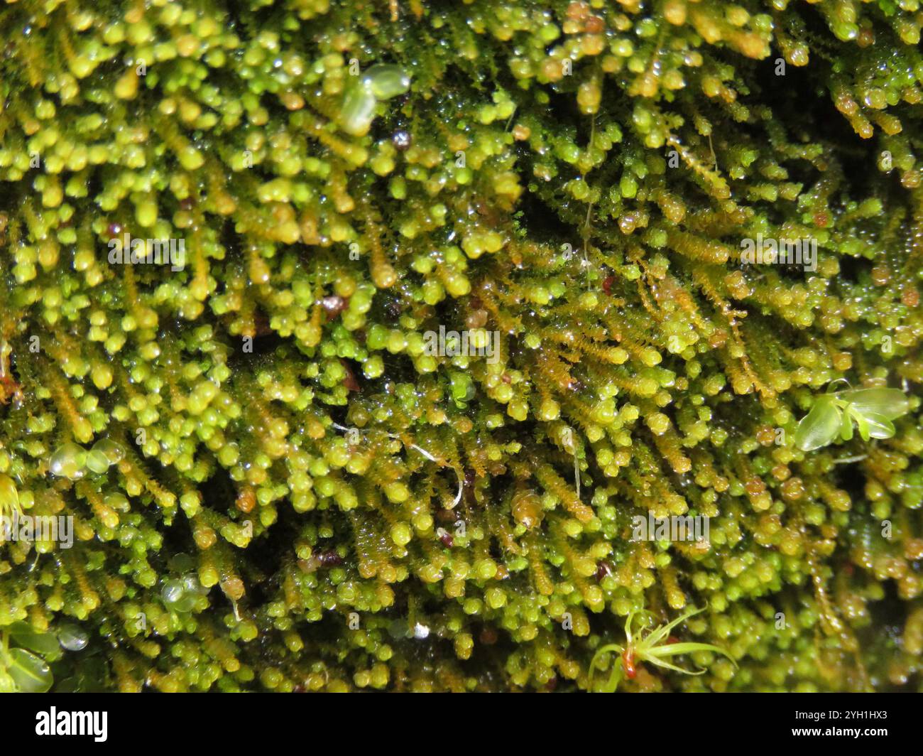 Jungermanniales hi-res stock photography and images - Alamy