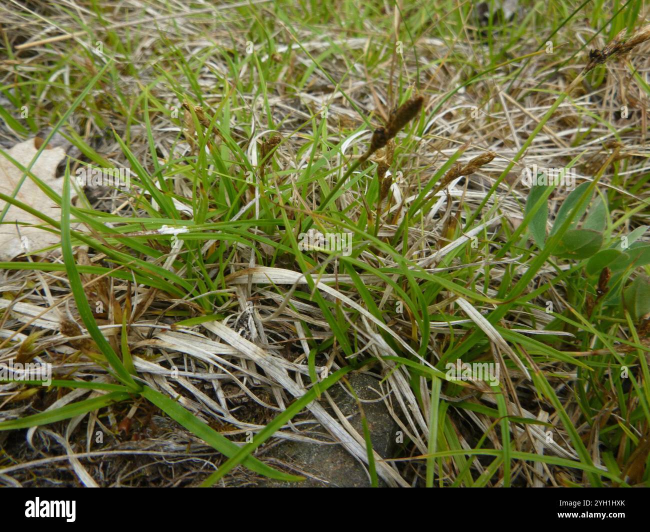 true sedges (Carex Stock Photo - Alamy