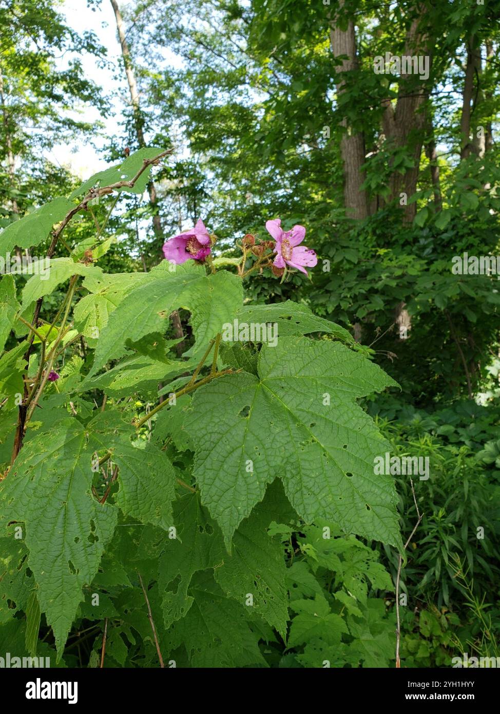 Purple flowered raspberry hi-res stock photography and images - Alamy