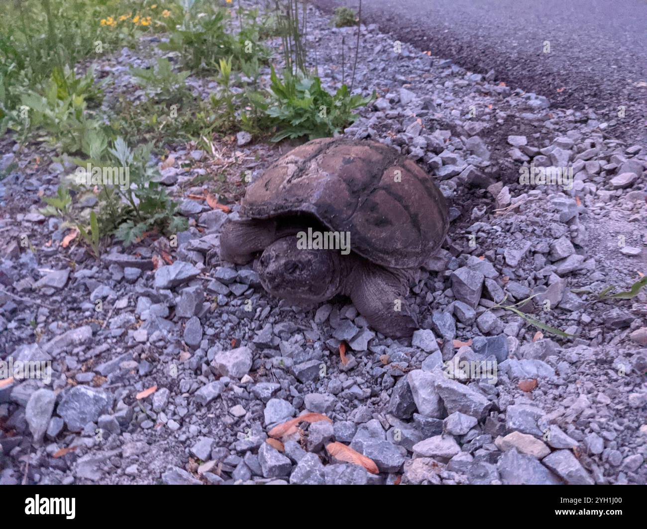 Common Snapping Turtle (Chelydra serpentina Stock Photo - Alamy