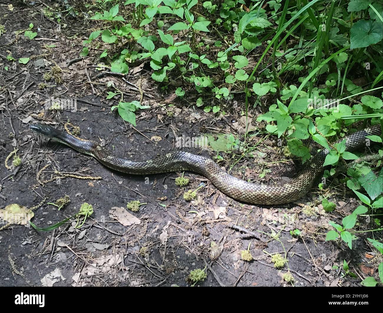 Gray Ratsnake (Pantherophis spiloides Stock Photo - Alamy