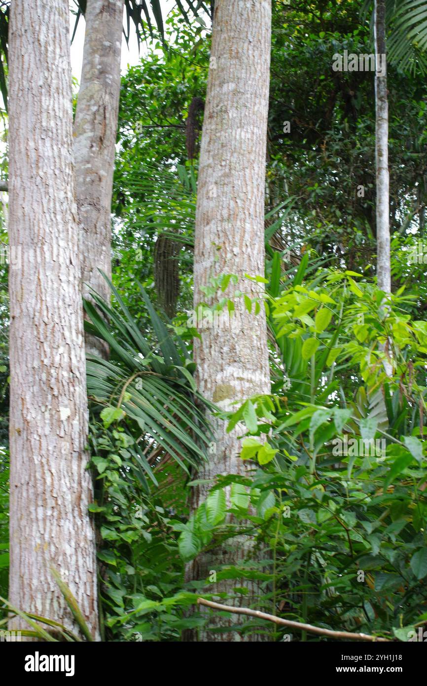 Big-leaf Mahogany (Swietenia macrophylla Stock Photo - Alamy