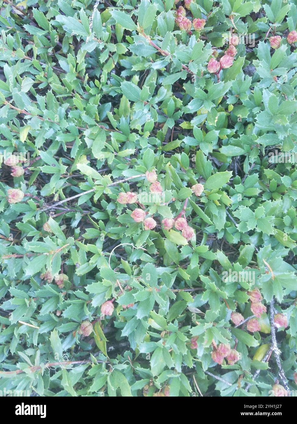 Mahala mat (Ceanothus prostratus Stock Photo - Alamy