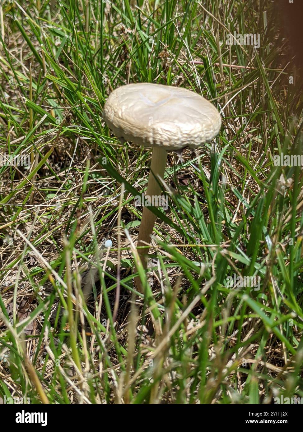 Common Fieldcap (Agrocybe pediades Stock Photo - Alamy