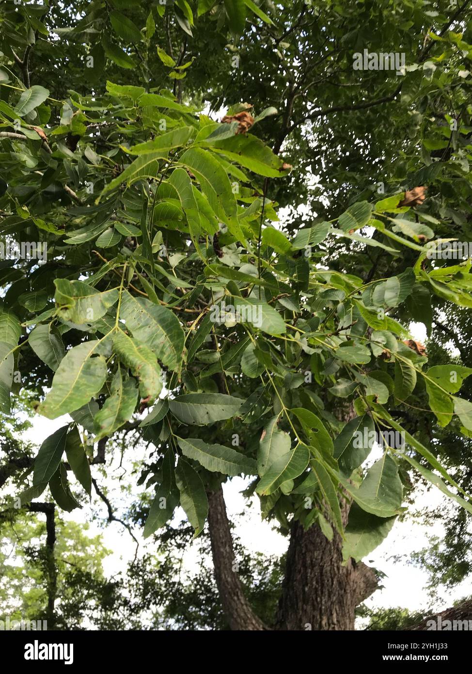 pecan (Carya illinoinensis Stock Photo - Alamy