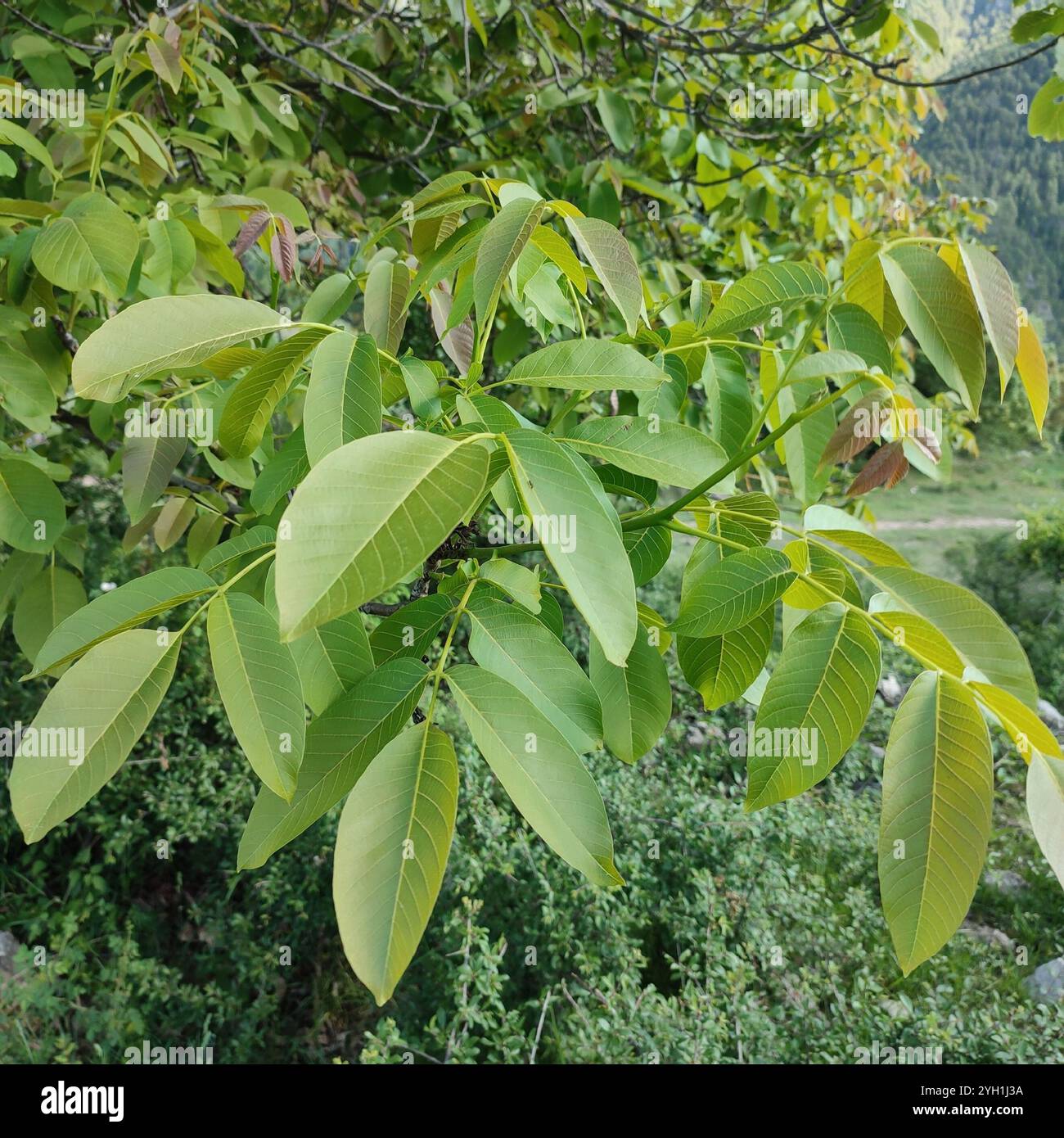 Persian walnut (Juglans regia Stock Photo - Alamy