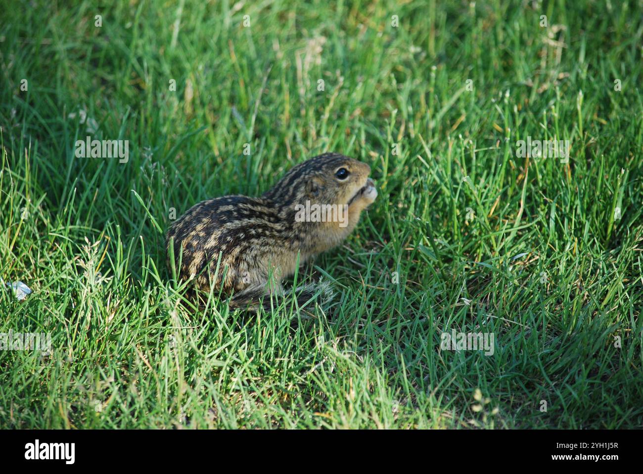 Thirteen-lined Ground Squirrel (Ictidomys tridecemlineatus Stock Photo - Alamy
