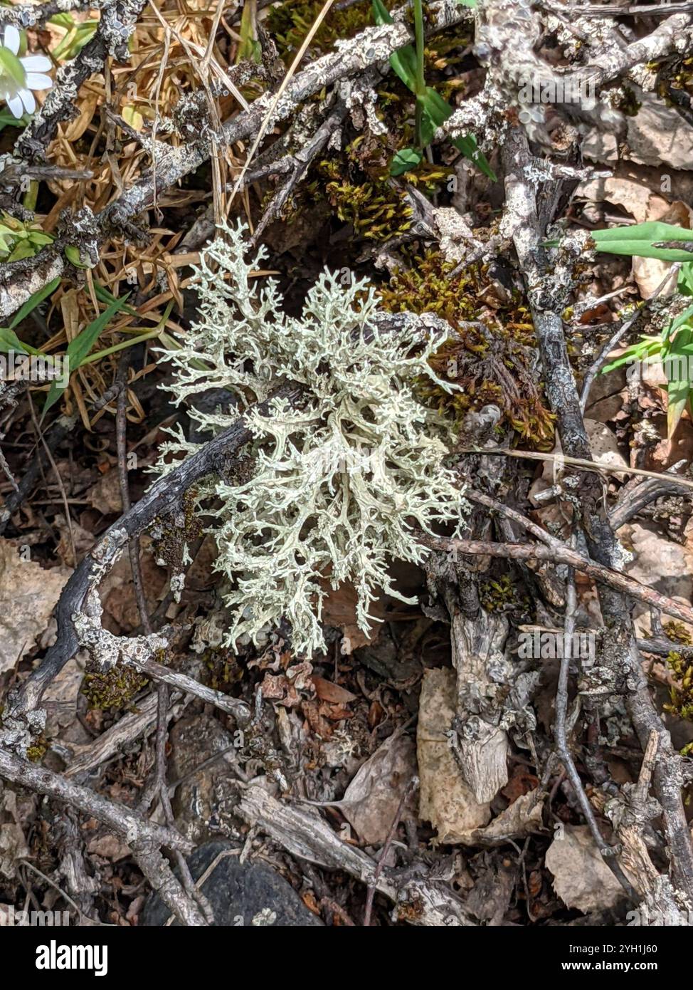 common lichens (Lecanoromycetes Stock Photo - Alamy