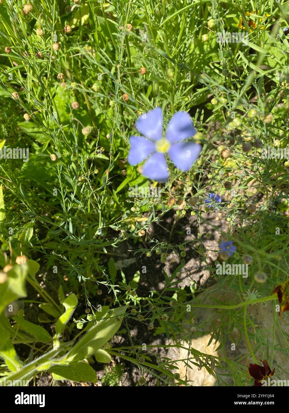Lewis flax (Linum lewisii Stock Photo - Alamy