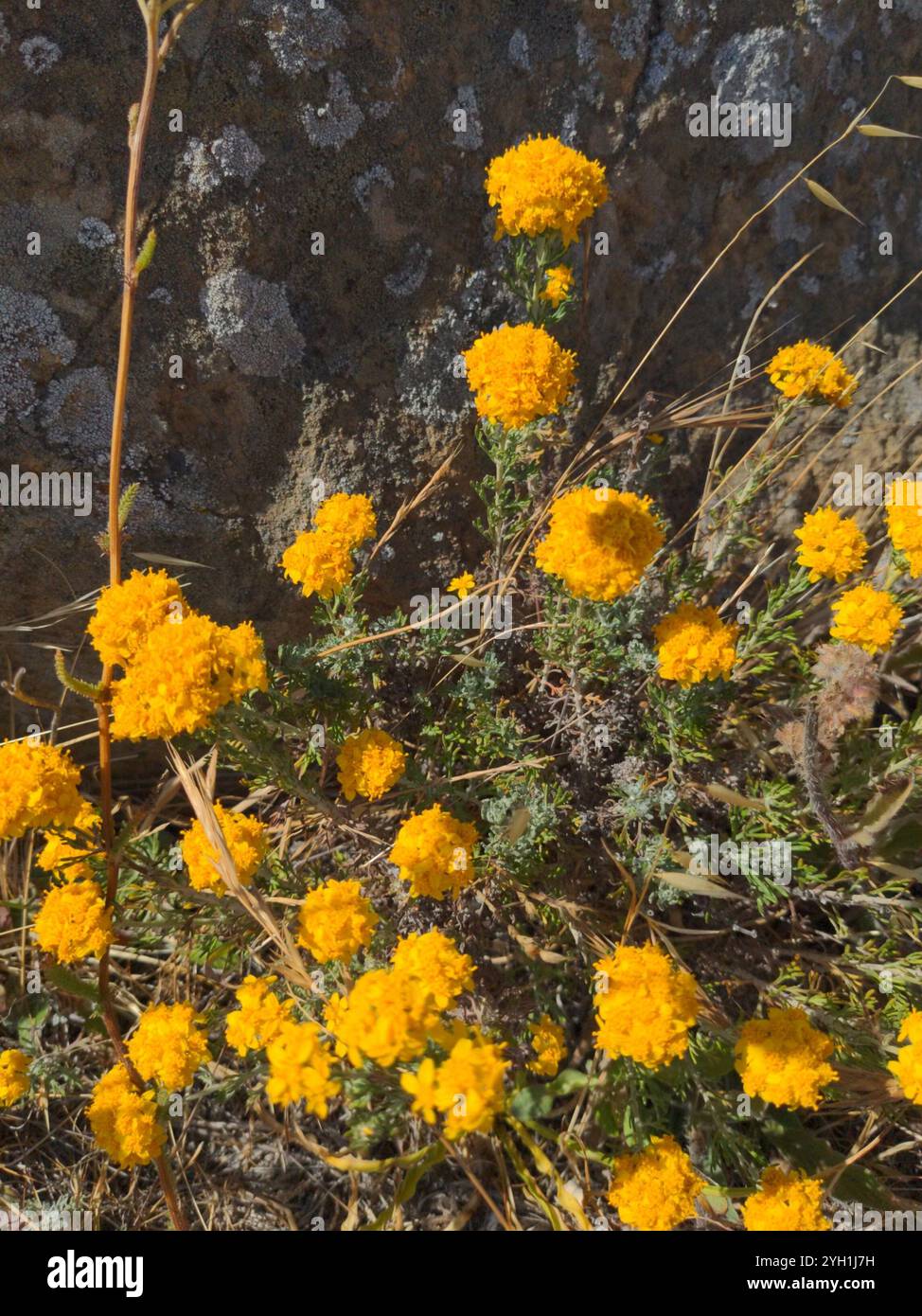 Woolly sunflowers hi-res stock photography and images - Alamy