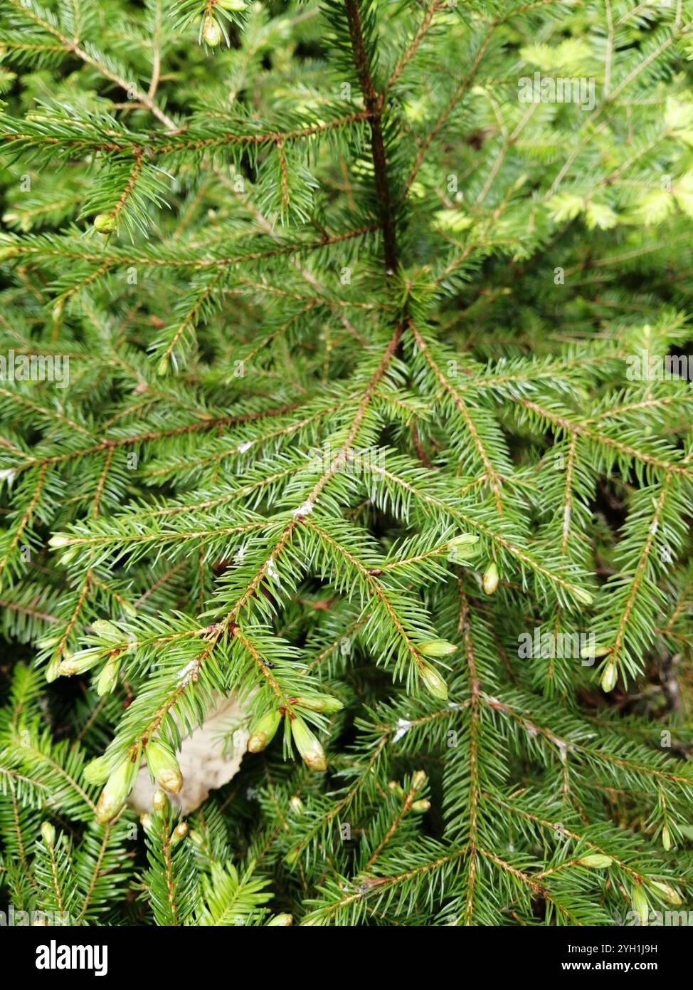 red spruce (Picea rubens Stock Photo - Alamy