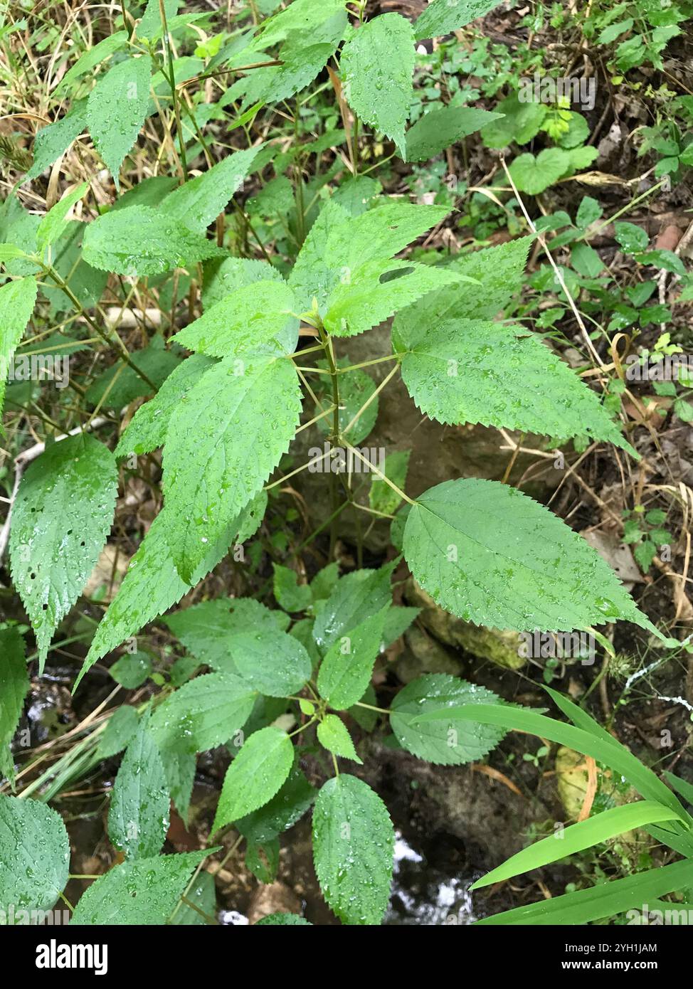 false nettle (Boehmeria cylindrica Stock Photo - Alamy
